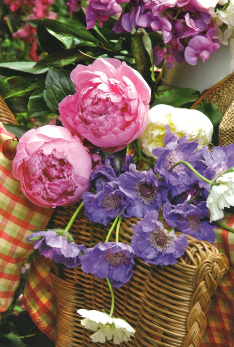 Pink Peonies Birthday Card | Simon Elvin Pink Peonies Birthday Card | Simon Elvin