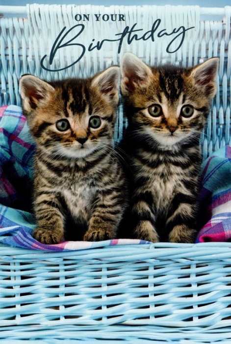 Kittens Birthday Card | Simon Elvin