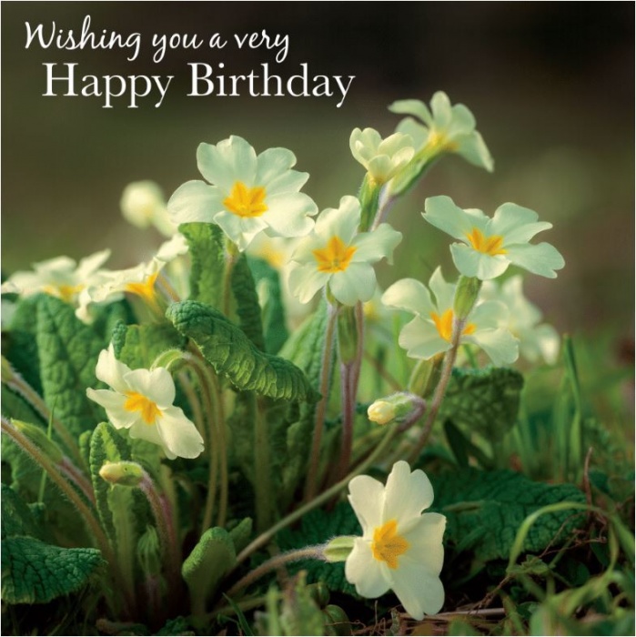 Primroses Birthday Card
