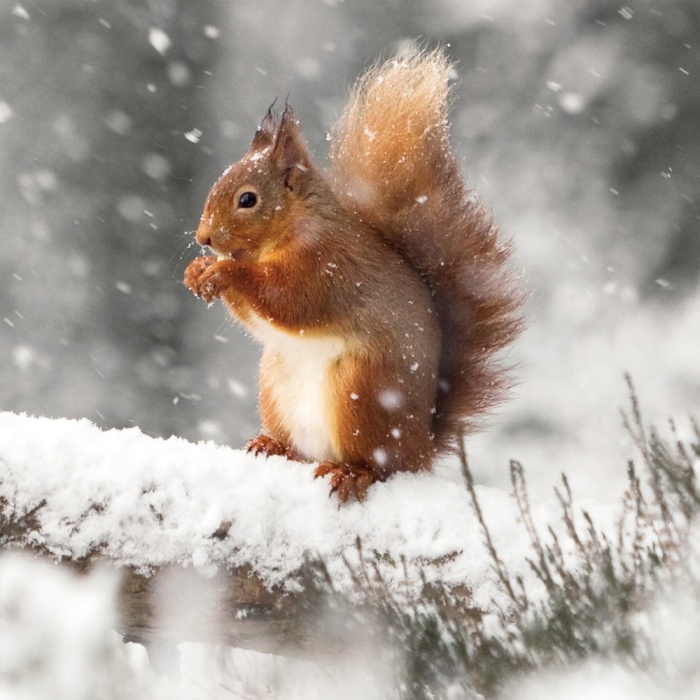 Red Squirrel | Wildlife Trusts Christmas Cards | Pack of 8