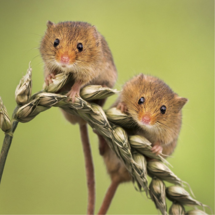 Harvest Mice Greeting Card | The Wildlife Trusts