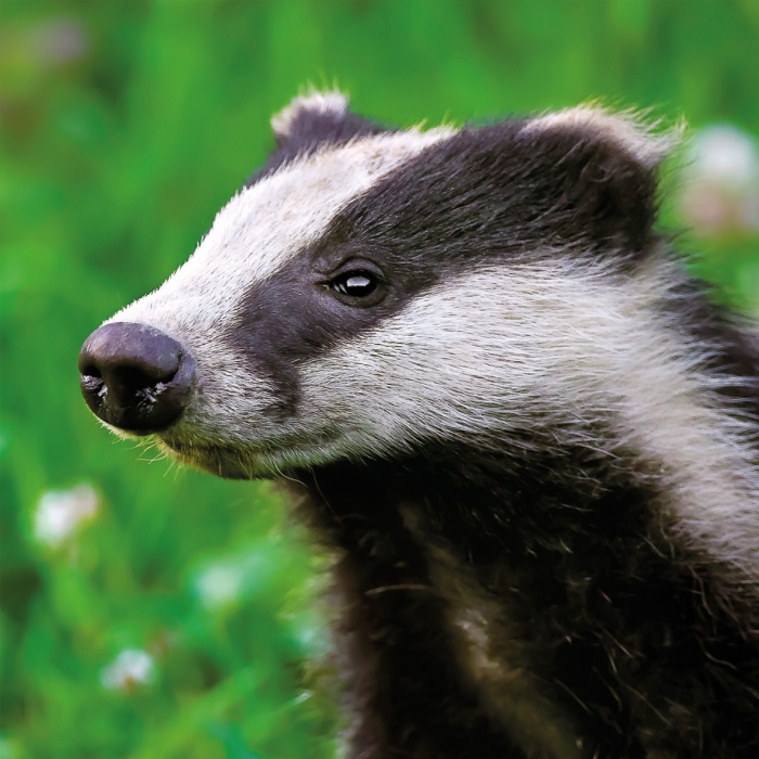 Badger Cub Greeting Card | The Wildlife Trusts